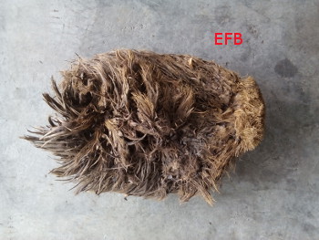 EFB Fibre – Hoong Chan